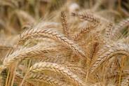 All You Need to Know About Wheat