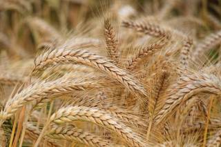 All You Need to Know About Wheat