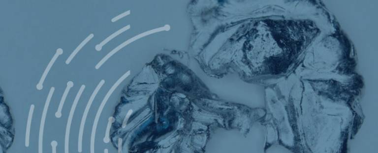 Euler Hermes Aktiengesellschaft | Export Credit Agency (ECA) in Germany